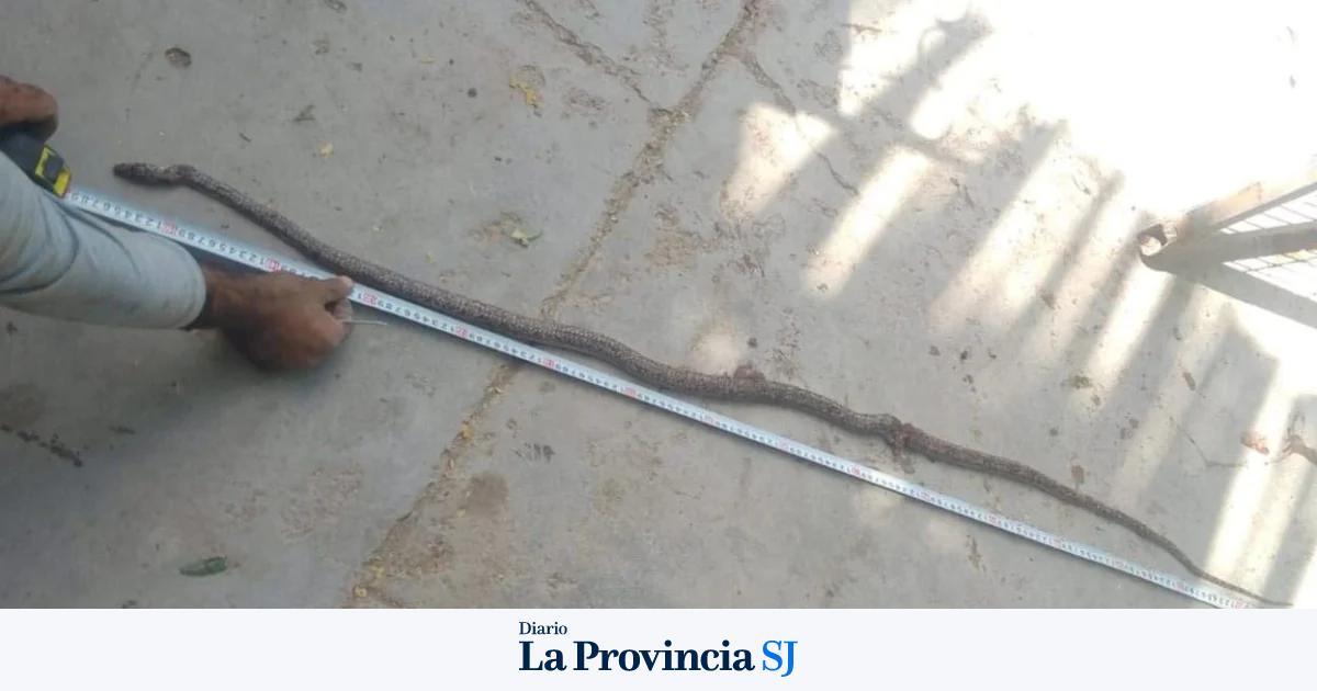 Susto en Albardón: atraparon una víbora de casi 2 metros | Diario La ...